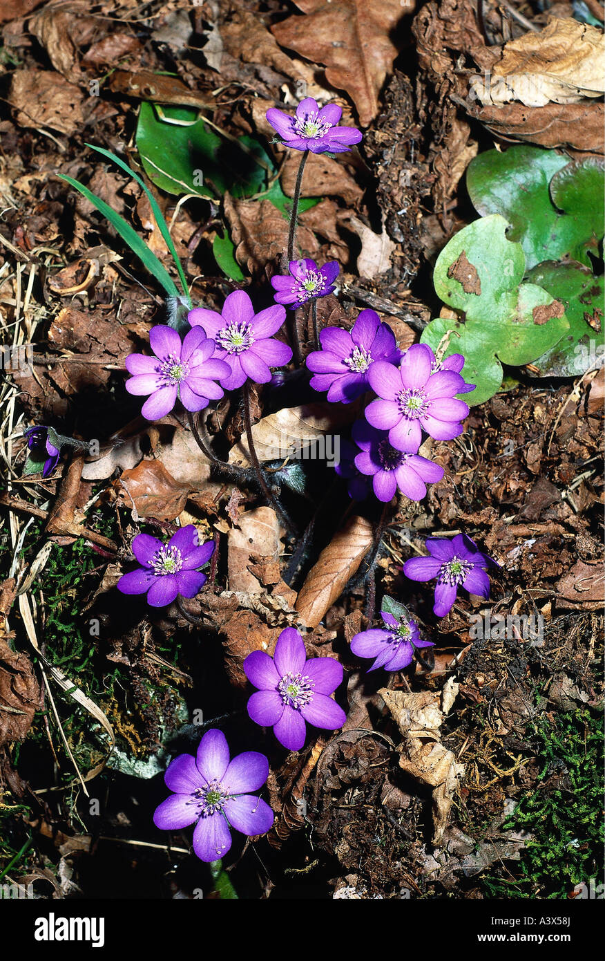 botany, Hepatica, Common Hepatica, (Hepatica nobilis), on woodground ...