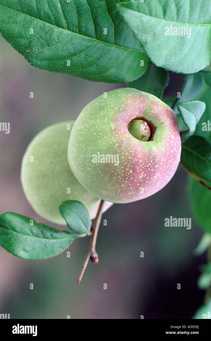 botany, Quince, (Chaeonomeles), Japanese Quince, (Chaeonomeles japonica ...