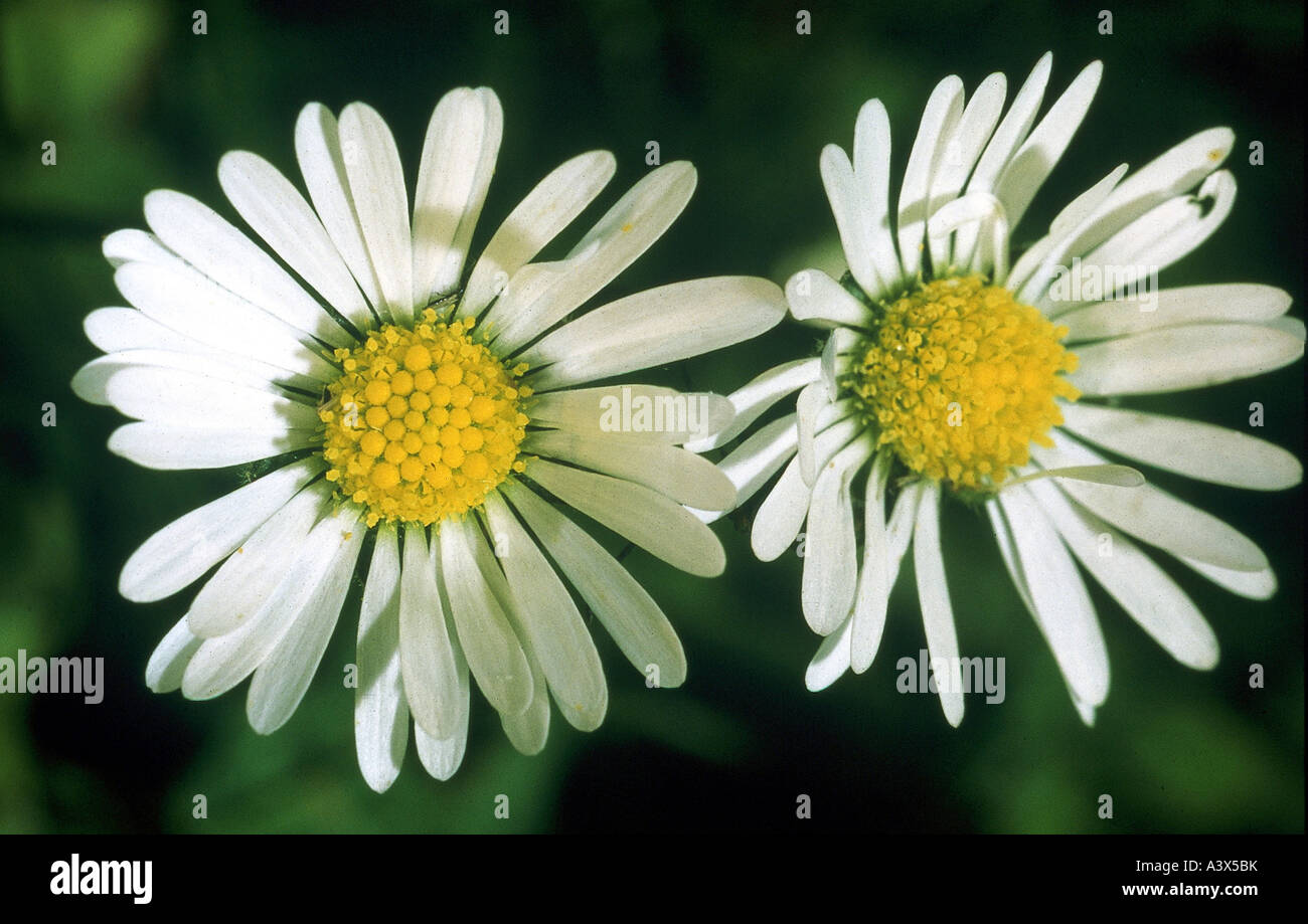 botany, daisy, (Bellis perennis), blossoms, Common Daisy, Asteraceae, Asteridae, Asterales ...