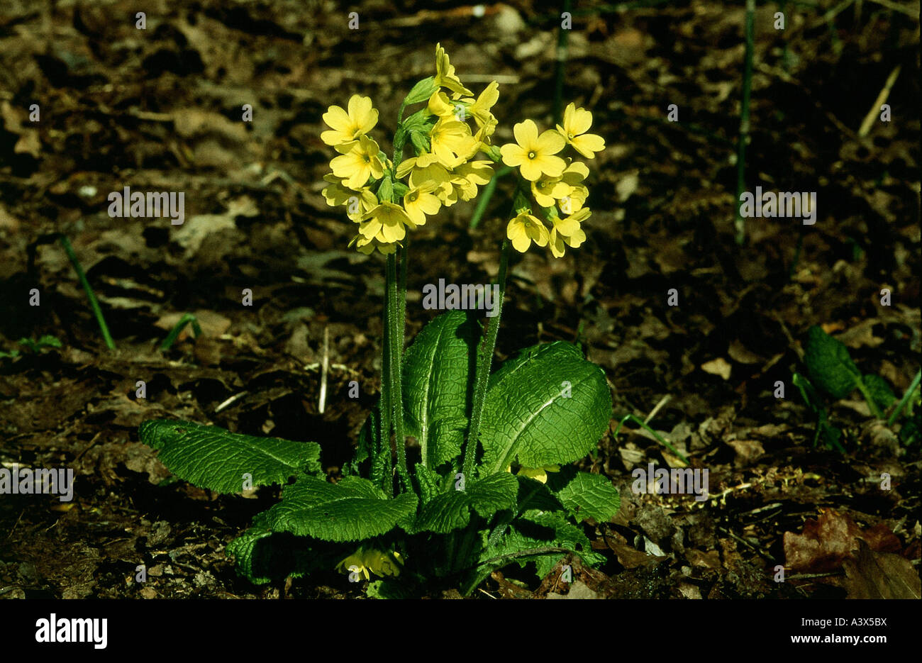 botany, primrose, (Primula), oxlip, (Primula elatior), on woodground ...