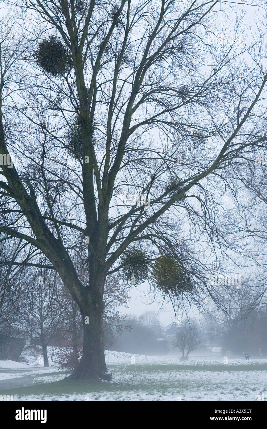 mistletoe in a skeletal tree in winter Stock Photo - Alamy