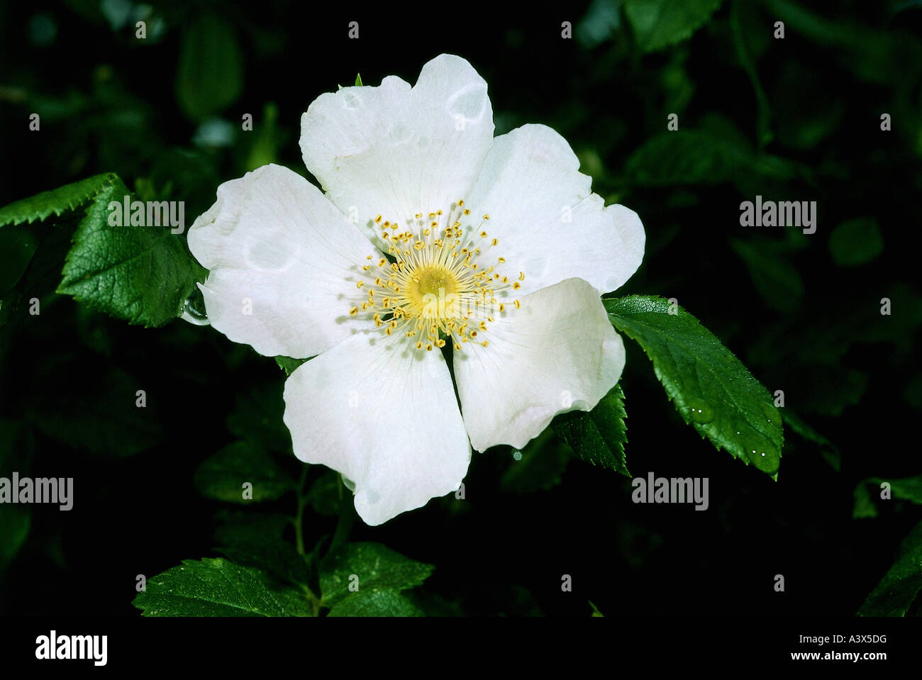 botany, rose, (Rosa), Field Rose, (Rosa arvensis), blossom, Rosoideae ...