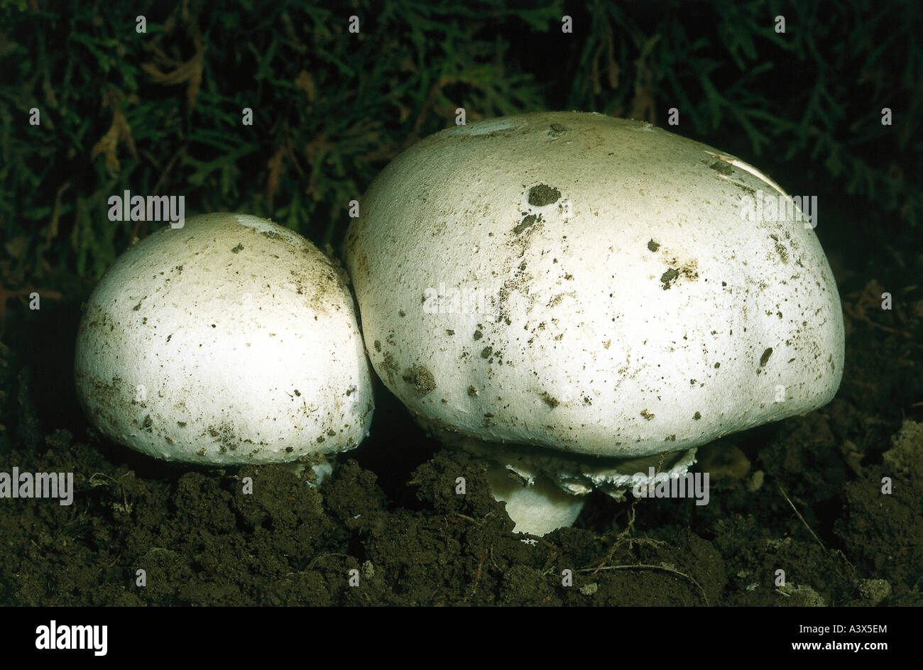 botany, fungi, Agaricus, field mushroom,(Feldegerling), eatable, edible ...