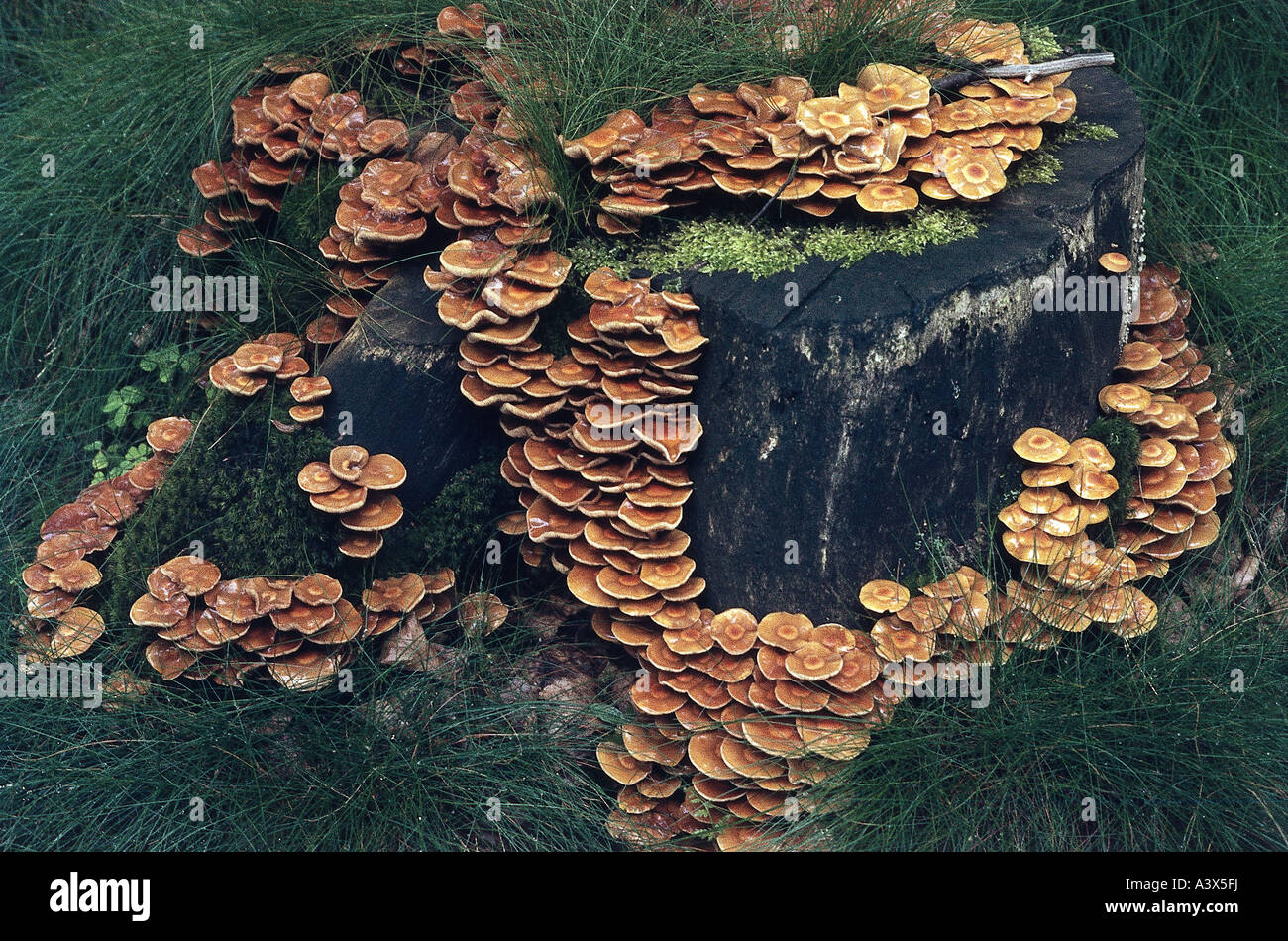 botany, fungi, Sheathed Woodtuft, (Kuehneromyces mutabilis), colony at ...