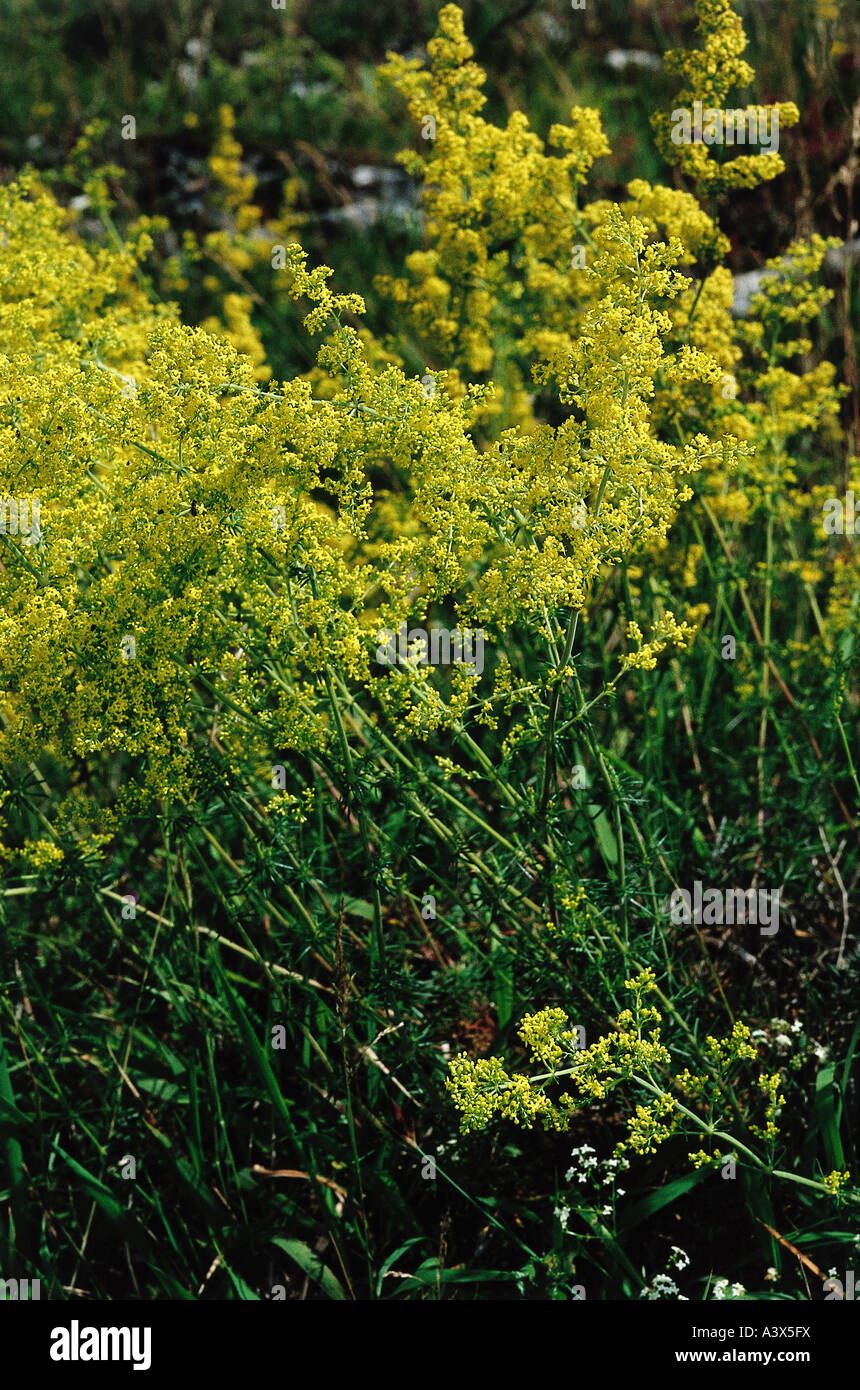 botany, Galium, Yellow Bedstraw, (Galium verum), in meadow, yellow ...