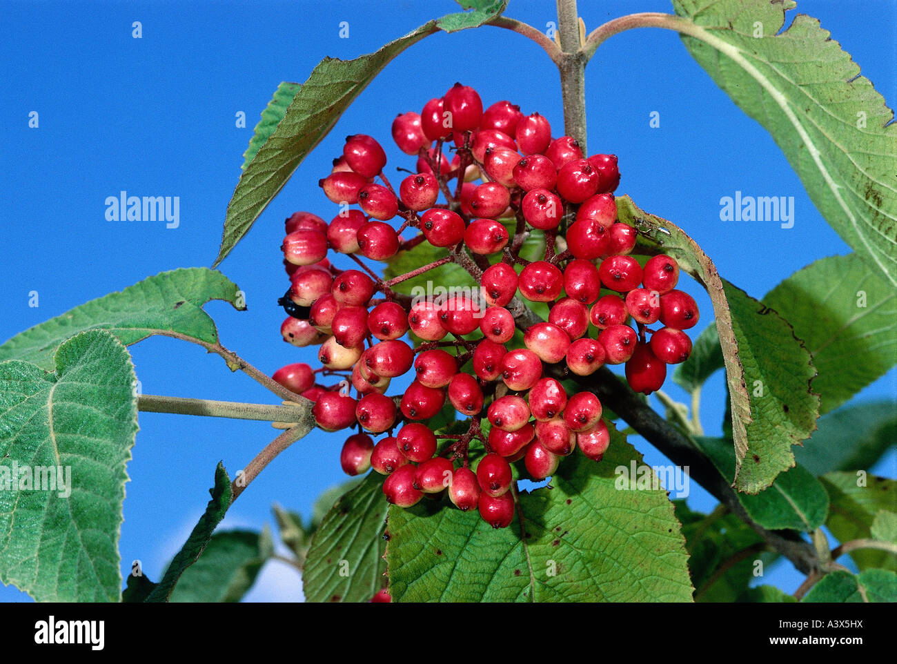 botany, Guelder-rose, (Viburnum), Wayfaring Tree, (Viburnum lantana ...