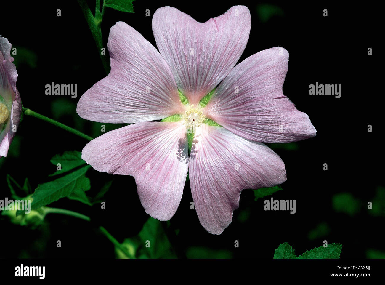 botany, mallow, (Malva), Musk Mallow, (Malva moschata), blossom, purple ...