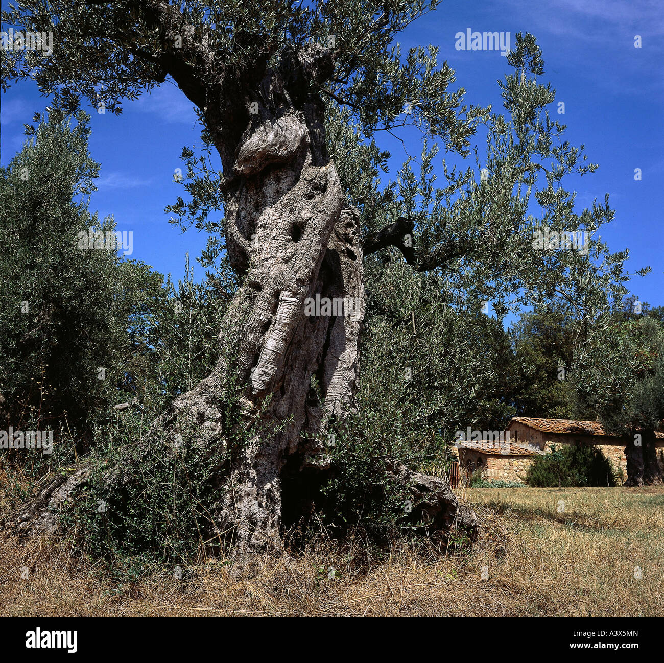 botany, Olive, (Olea), Olive, (Olea europaea), blossoms, on field, tree ...