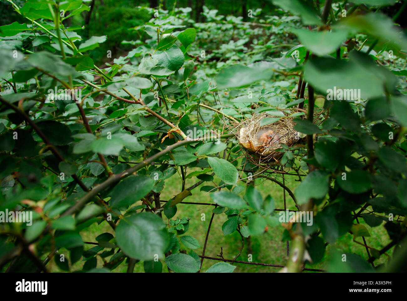 Birds nest with baby cardinal chicks in climbing rose bush on an arbor ...