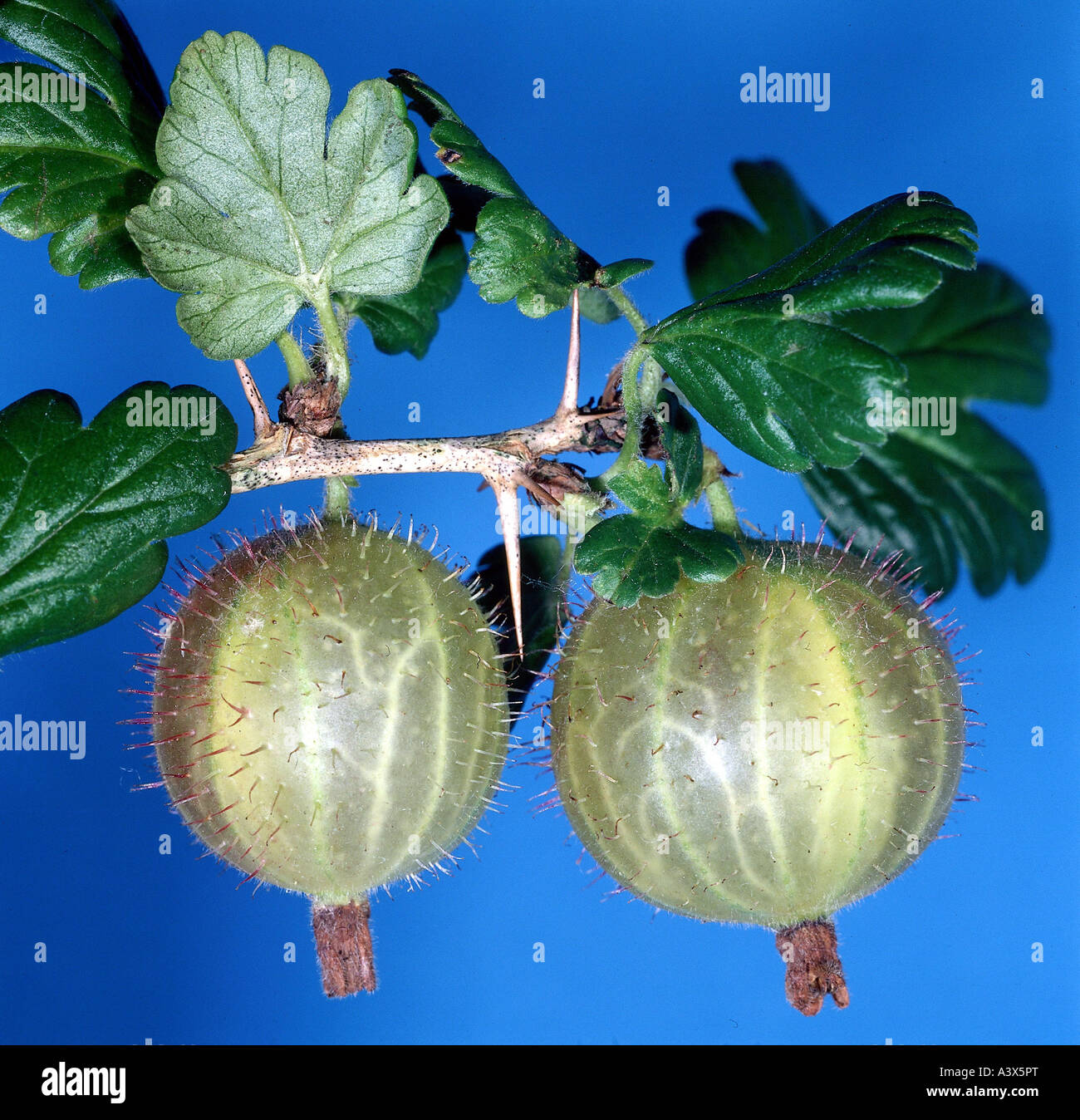 Ribes grossularis hi-res stock photography and images - Alamy