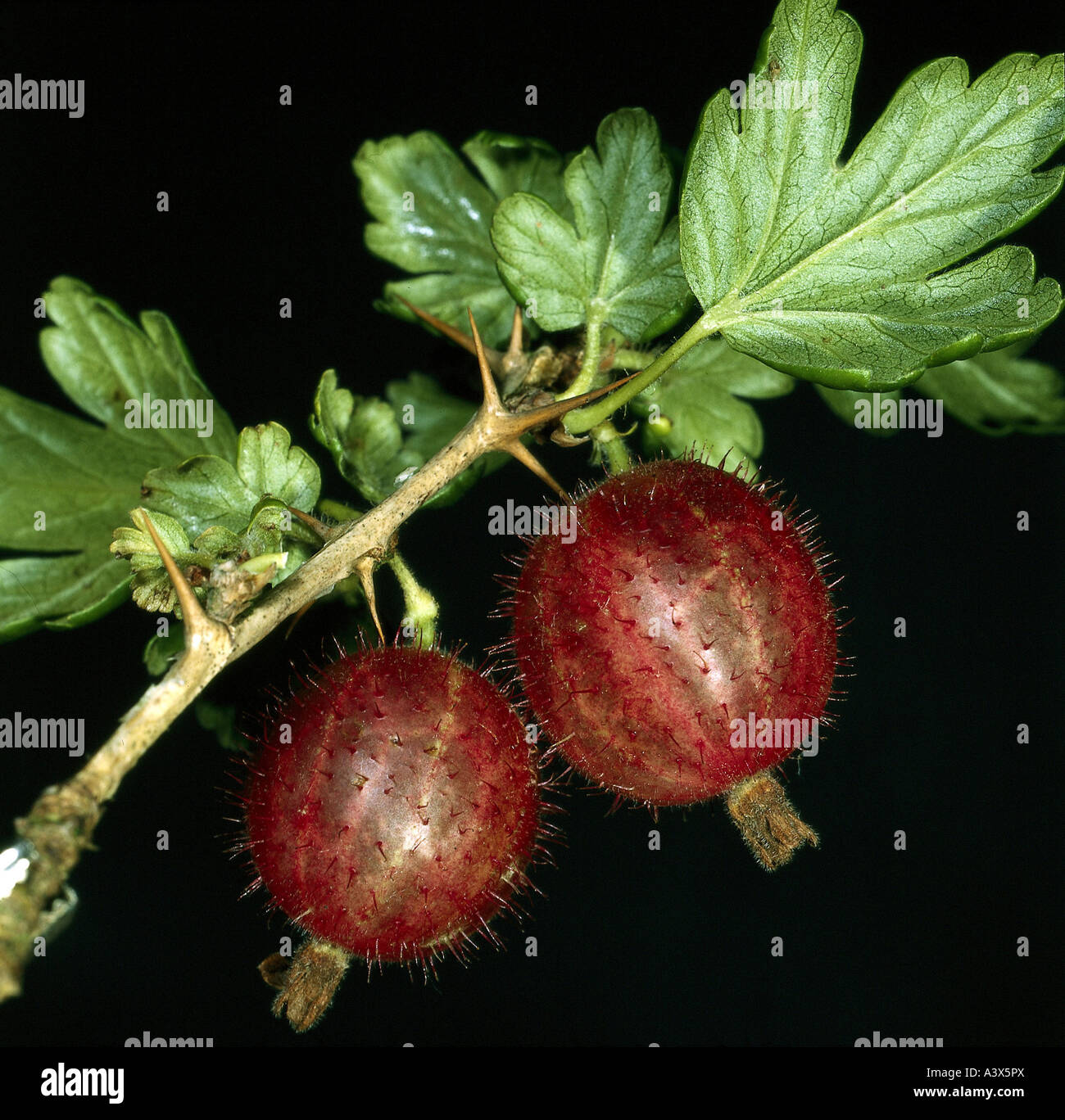 botany, Gooseberry, (Ribes uva-crispa), Garden gooseberries, Red ...