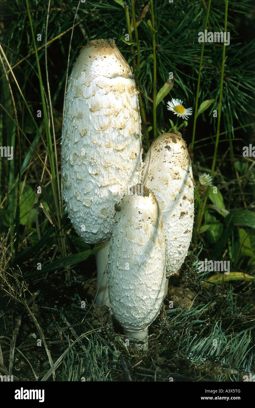 botany, fungi, Coprinus, Coprinus insignis, three mushrooms on ...