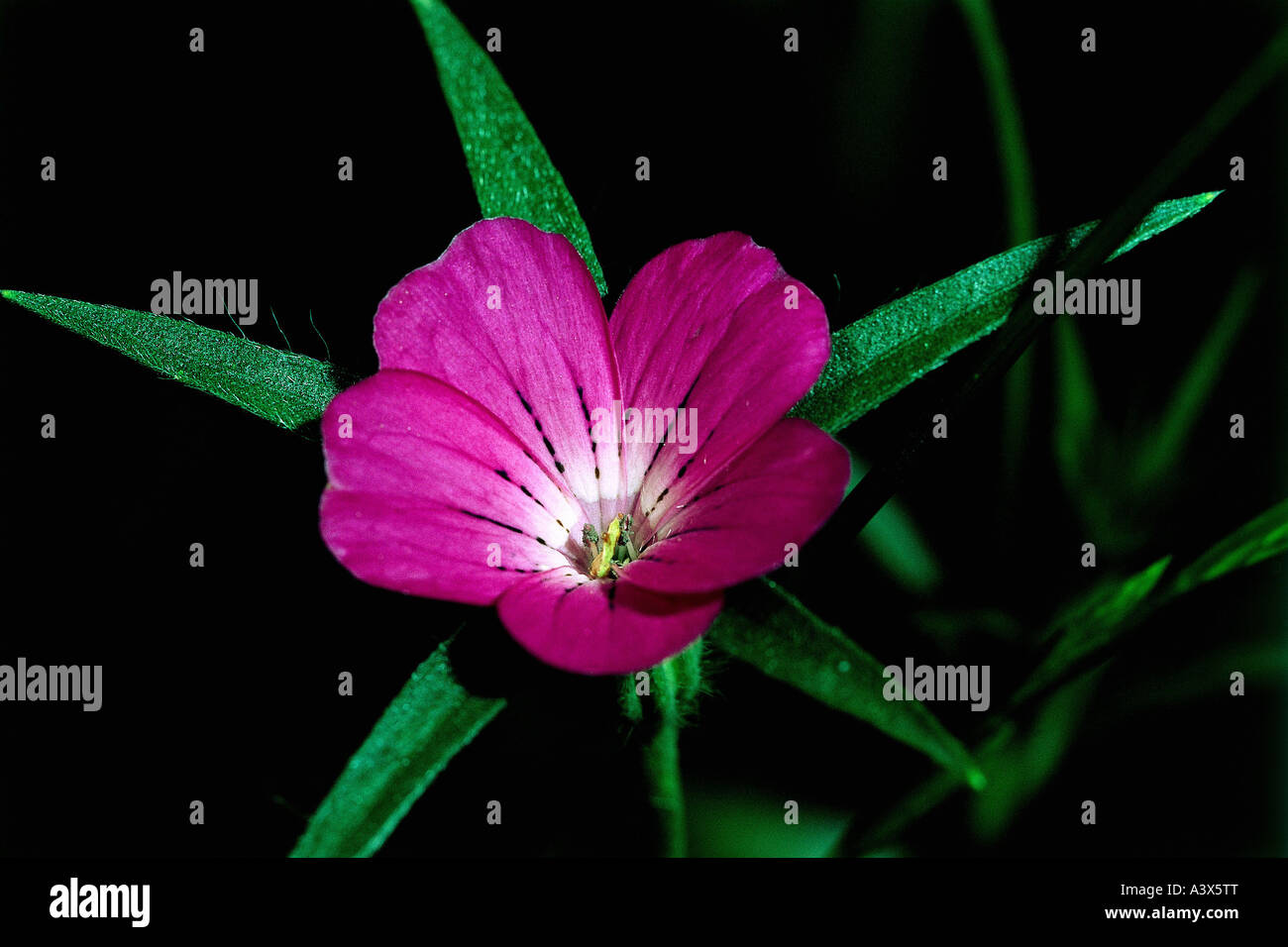 botany, Corncockle, (Agrostemma githago), blossom, Corn cockle, Corn ...