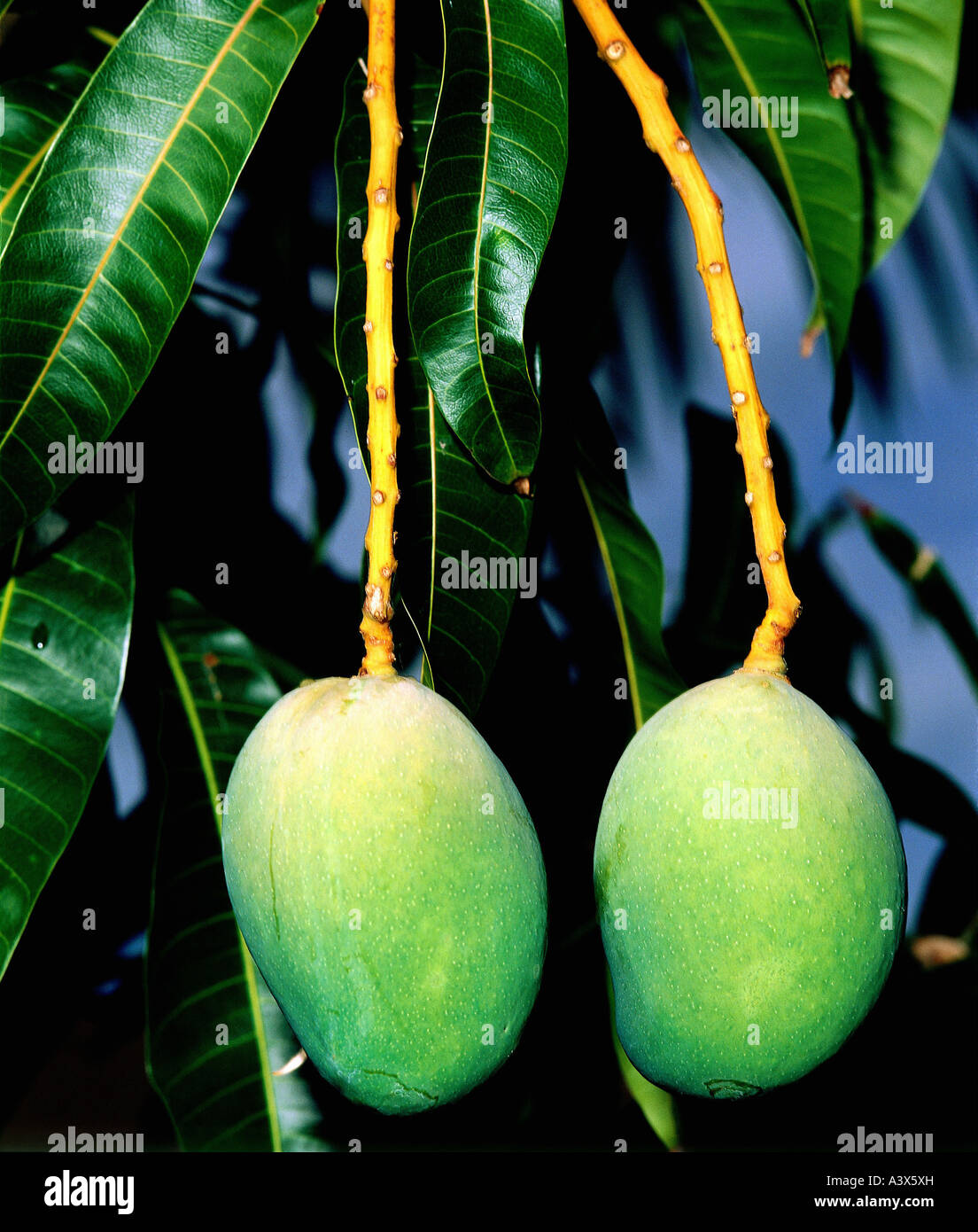 botany, Mango, (Mangifera indica), fruits, brough, green , mellowing ...