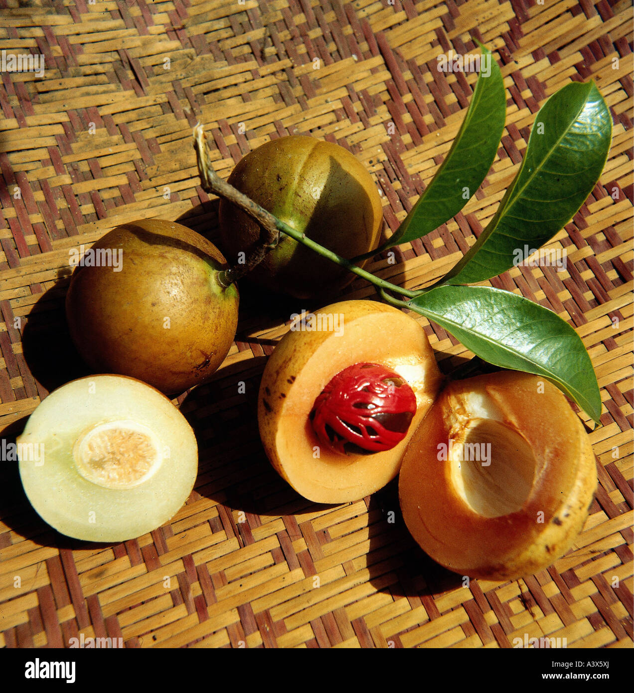 botany, nutmeg, (Myristica fragrans), fruits, fruit, stone, nut, nuts ...