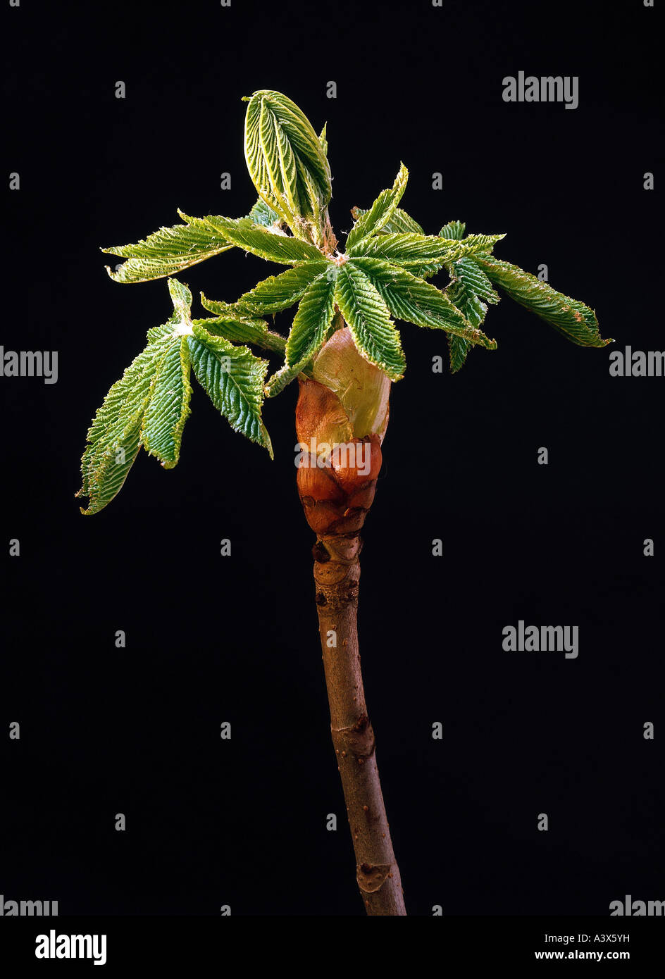 botany, chestnut, (Castanea), Common Horse Chestnut (Aesculus ...