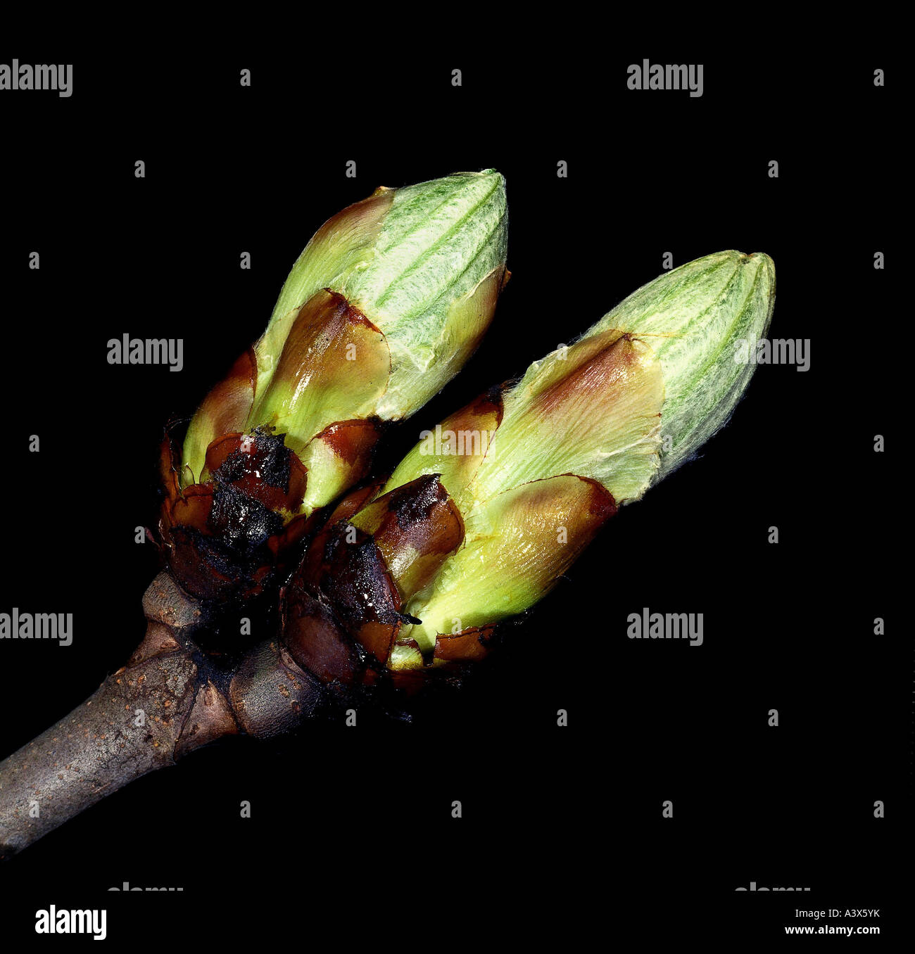 botany, chestnut, (Castanea), Common Horse Chestnut (Aesculus ...