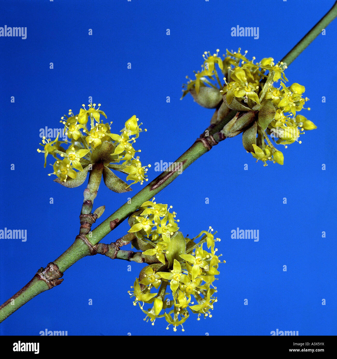 botany, Dogwood, (Cornus), European Cornel, (Cornus mas), blossoms, at ...