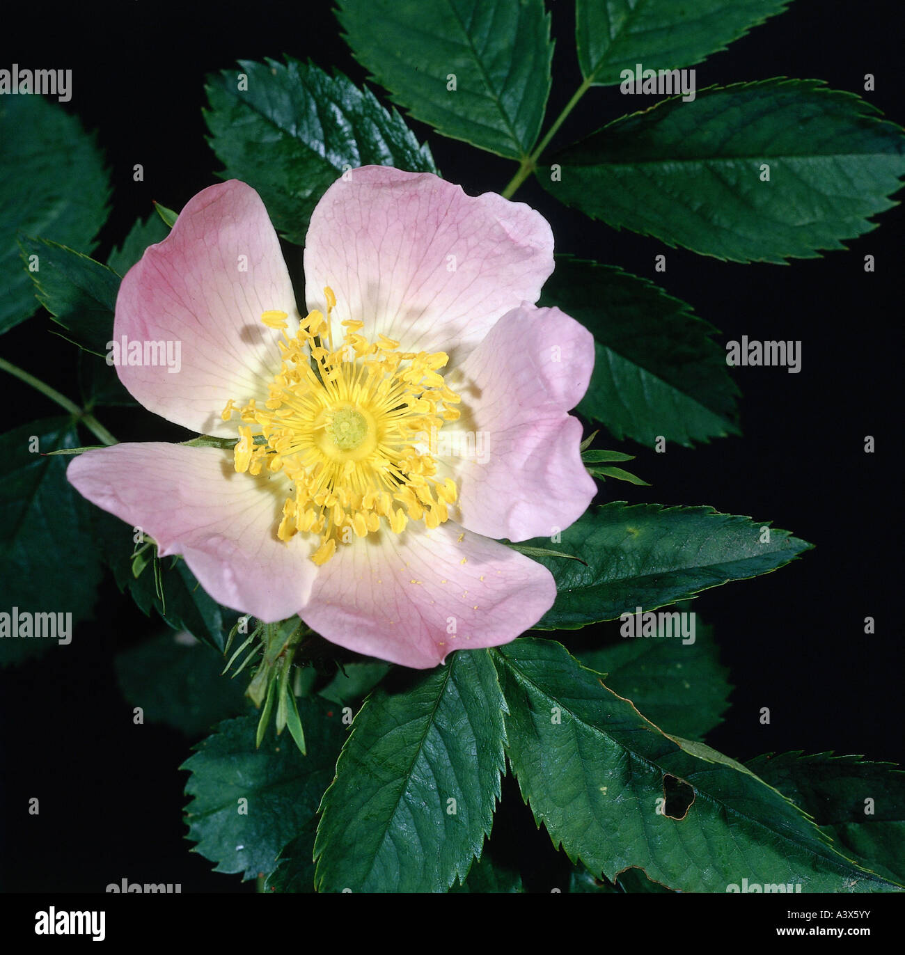 Corolla is pink hi-res stock photography and images - Alamy