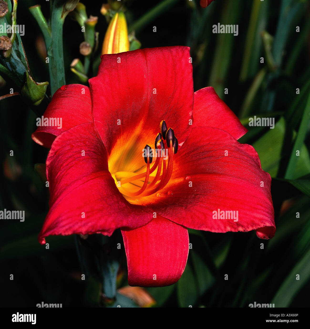 "botany, Daylily, (Hemerocallis), cultivar: "Jack Randall", blossom ...