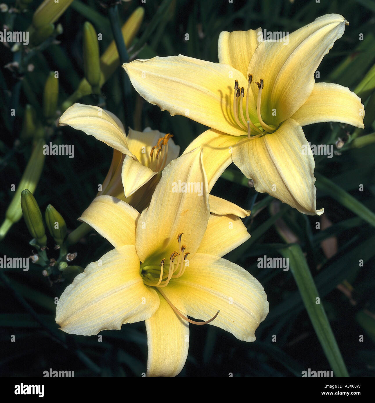 "botany, Daylily, (Hemerocallis), cultivar: "Francess Fay", blossoms ...