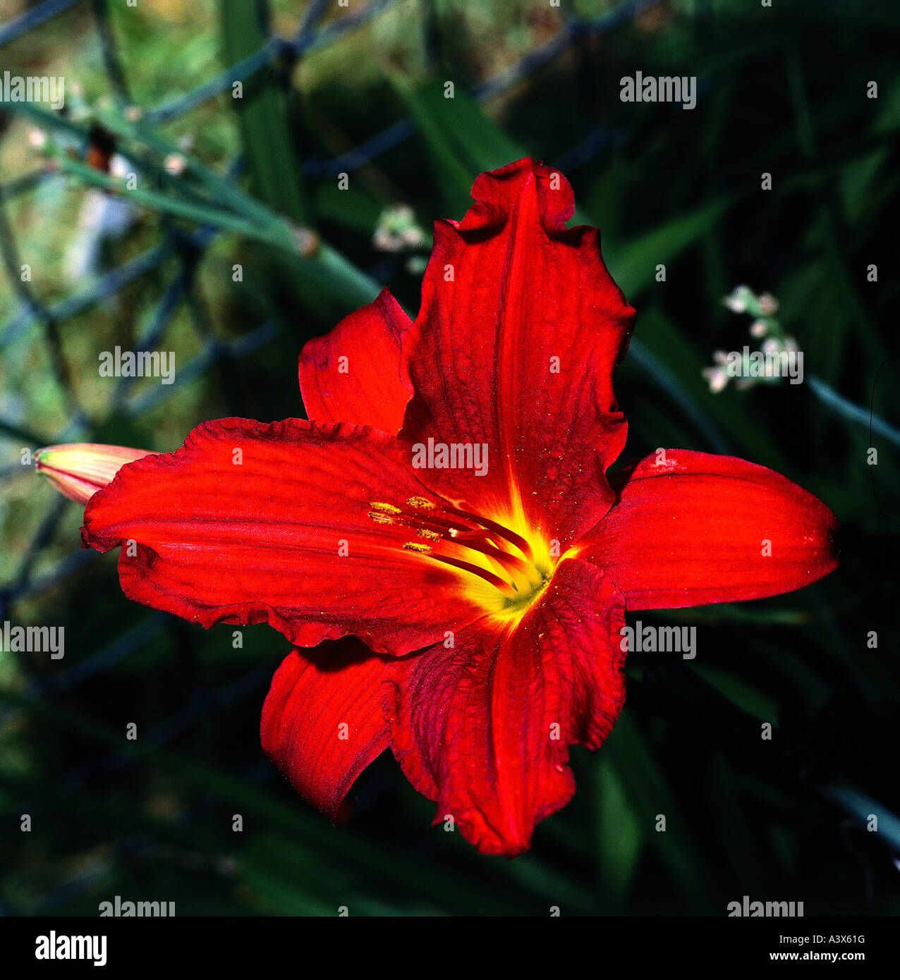 "botany, Daylily, (Hemerocallis), cultivar: "Scotland", blossoms ...