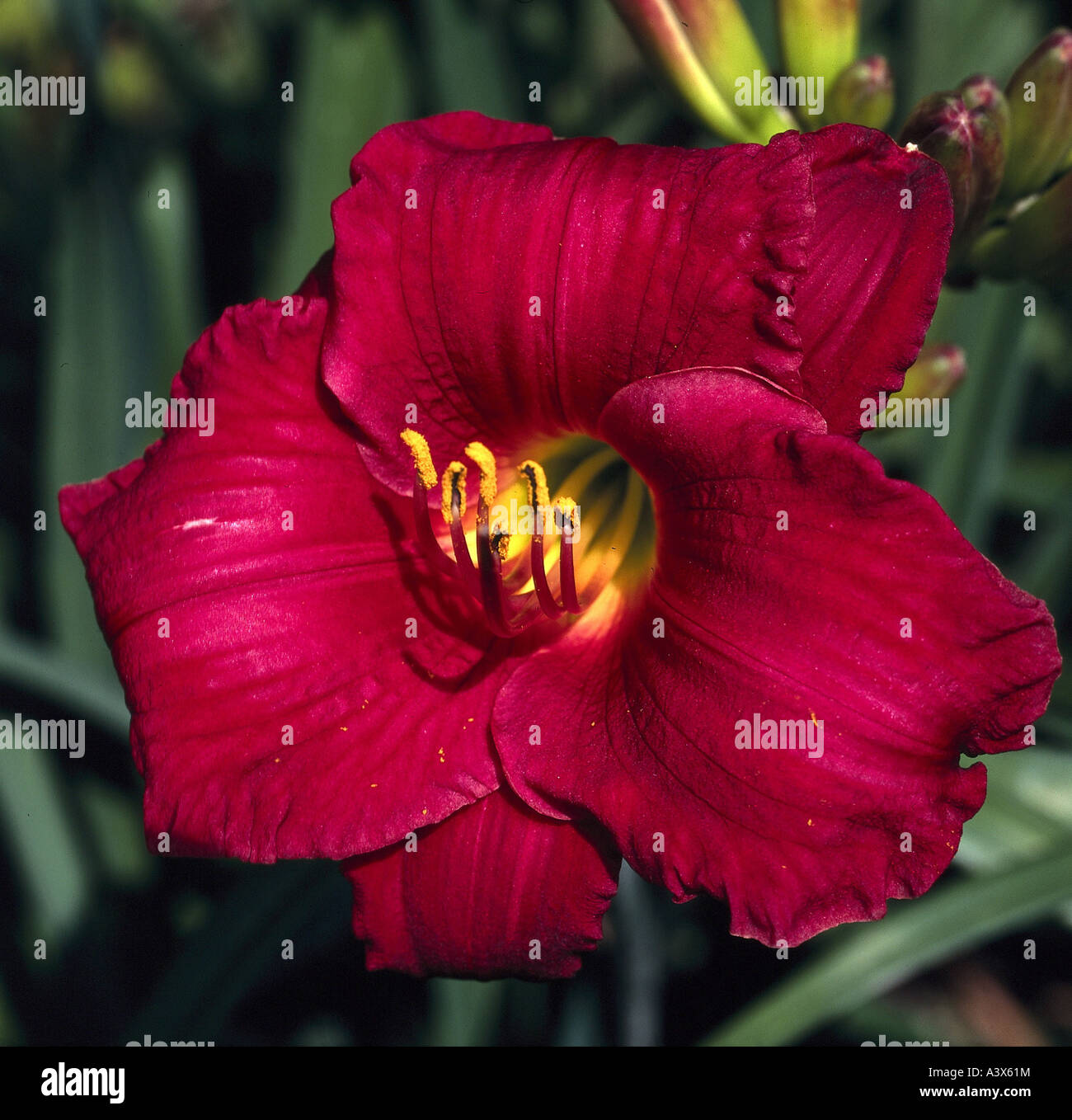 "botany, Daylily, (Hemerocallis), cultivar: "Granberry Cove", blossom ...