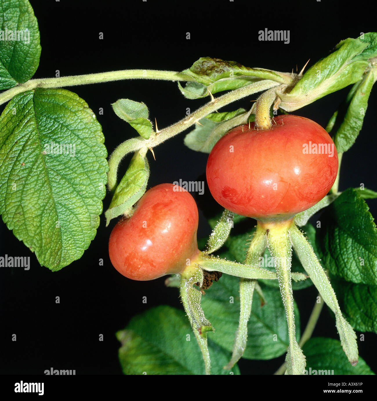 botany, rose, (Rosa), Dog Rose, (Rosa corymbifera), fruits, branch ...