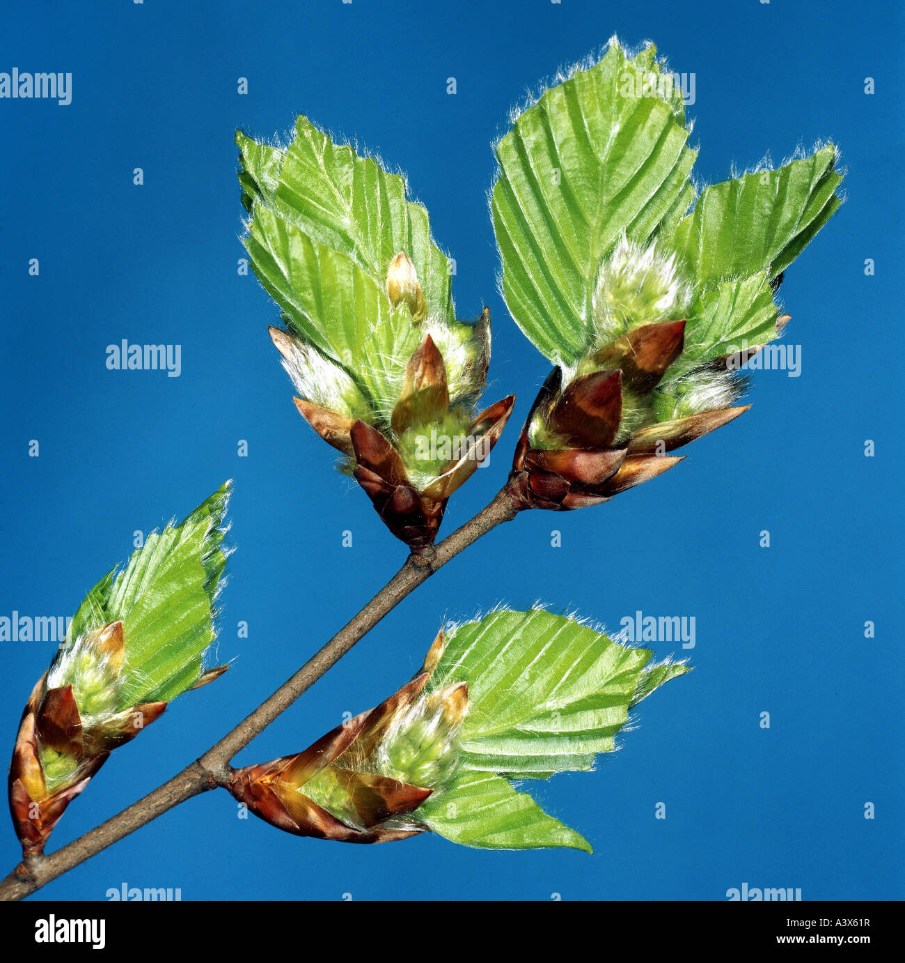 Botany fagaceae common hi-res stock photography and images - Alamy