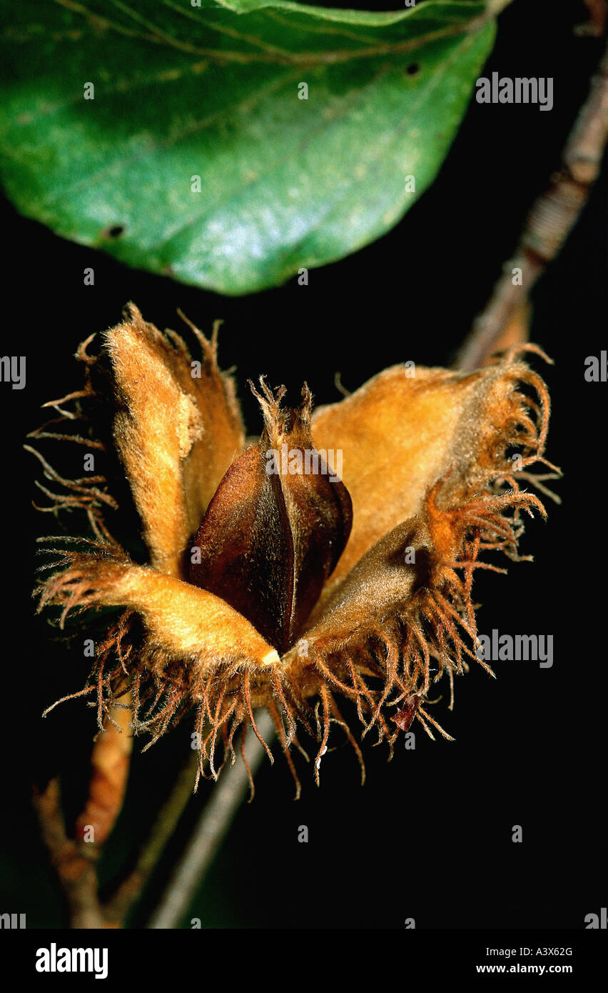botany, beech, (Fagus), European Beech, (Fagus sylvatica), fruit, Beech ...