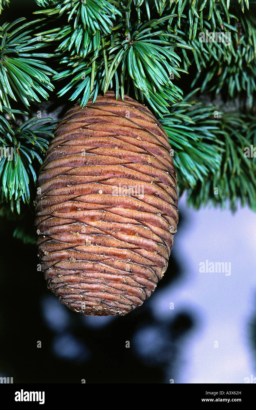 Branch lebanon cedar cedrus libani hi-res stock photography and images ...