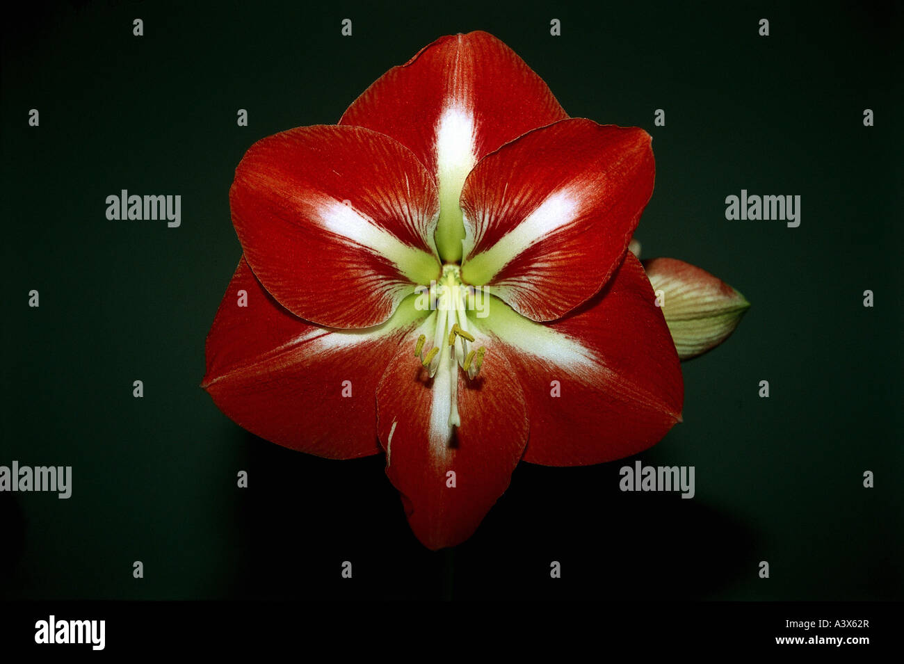 botany, Hippeastrum, amaryllis, (Hippeastrum hybridum), blossom ...