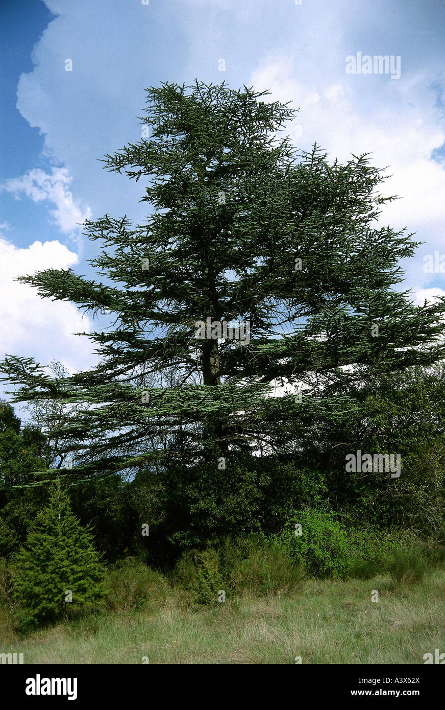 Coniferales pinales hi-res stock photography and images - Alamy