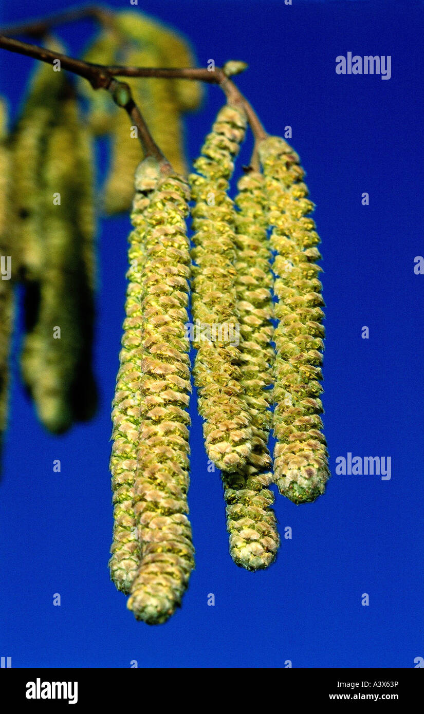 botany, hazel, (Corylus), Common Hazel, (Corylus avellana), catkin, at ...