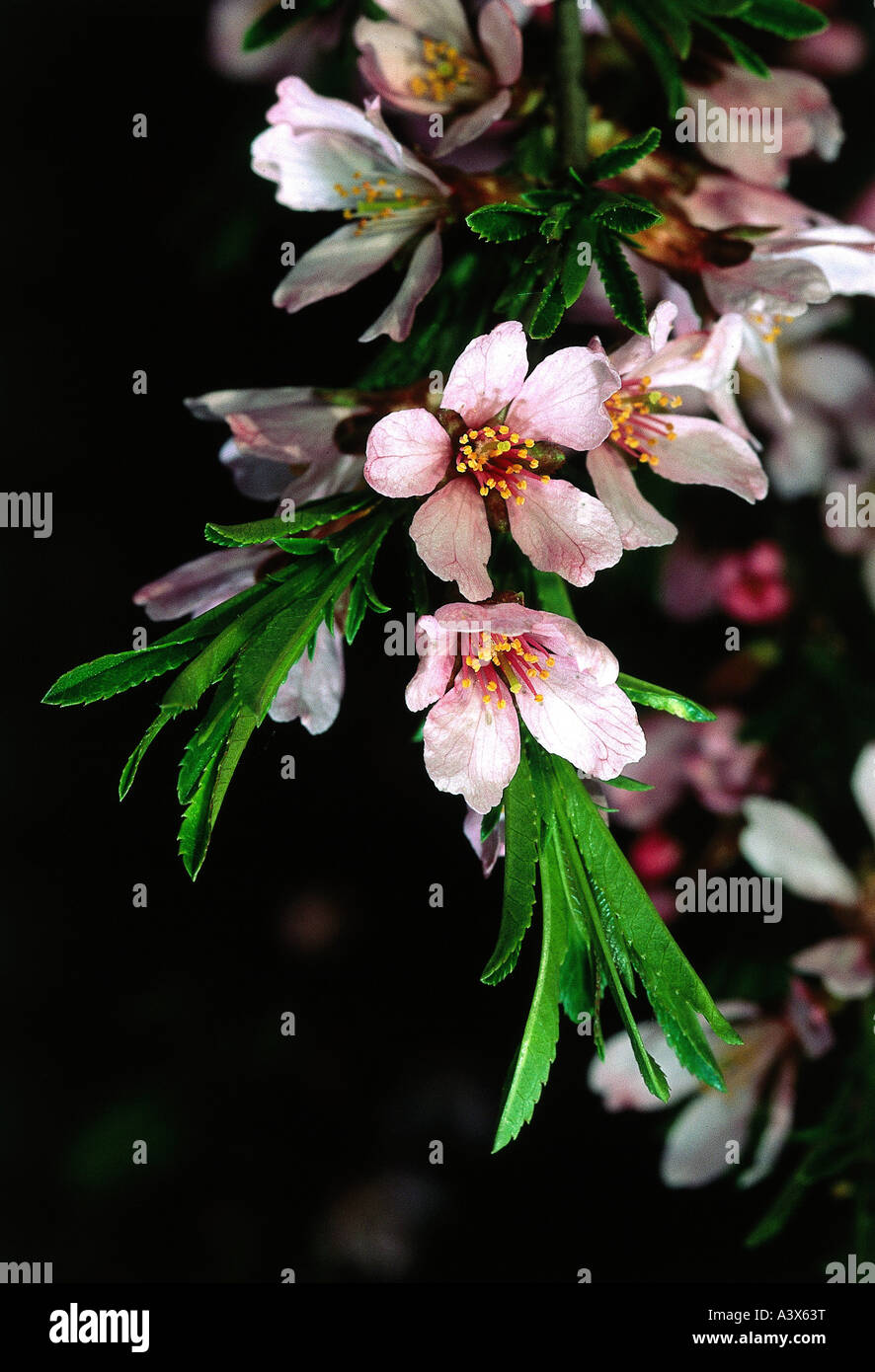 botany, Dwarf Russian almond, (Prunus tenella), blossoms, at branch ...