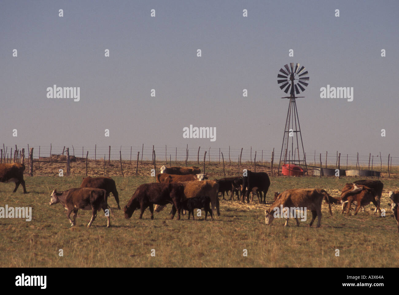 Cattle farming usa texas hi-res stock photography and images - Alamy
