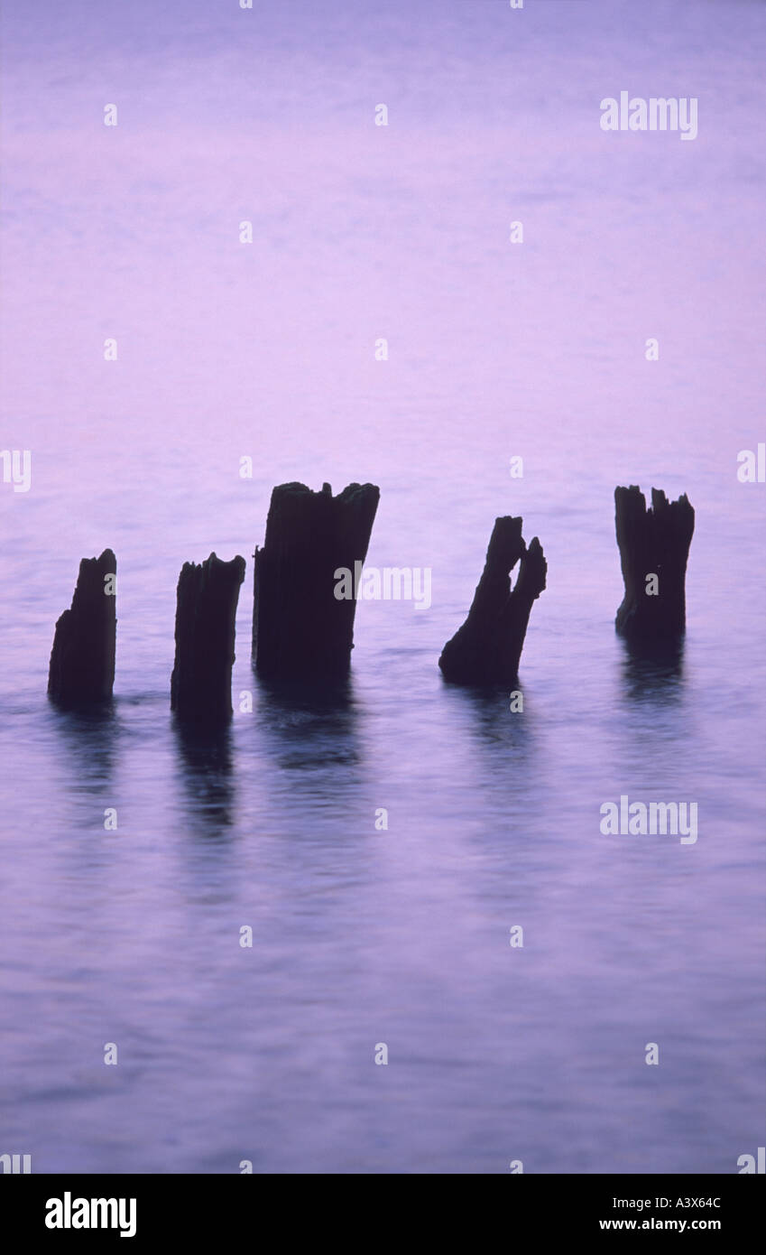 post from the ancient slip way Whitstable Kent England emerging from a ...