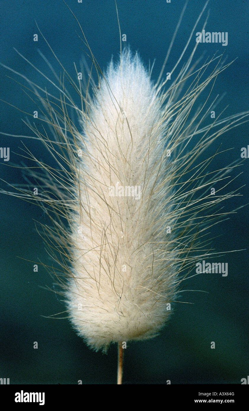 botany, Harestail grass, (Lagurus ovatus), panicle, Rabbit's-tail grass ...