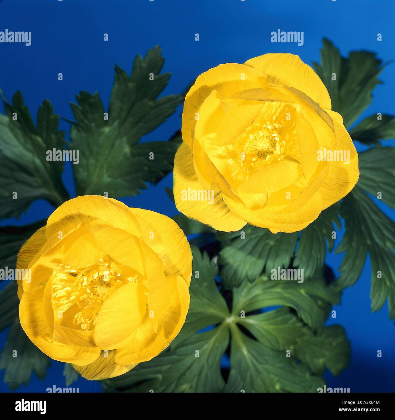 botany, globeflower, (Trollius), European globeflower, (Trollius ...