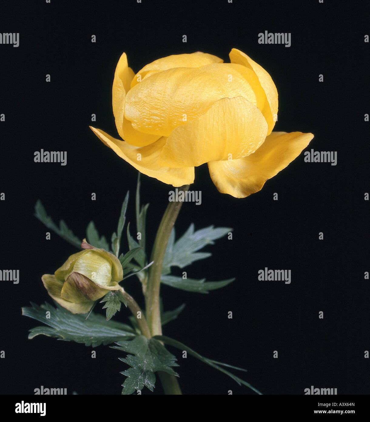 botany, globeflower, (Trollius), European globeflower, (Trollius ...