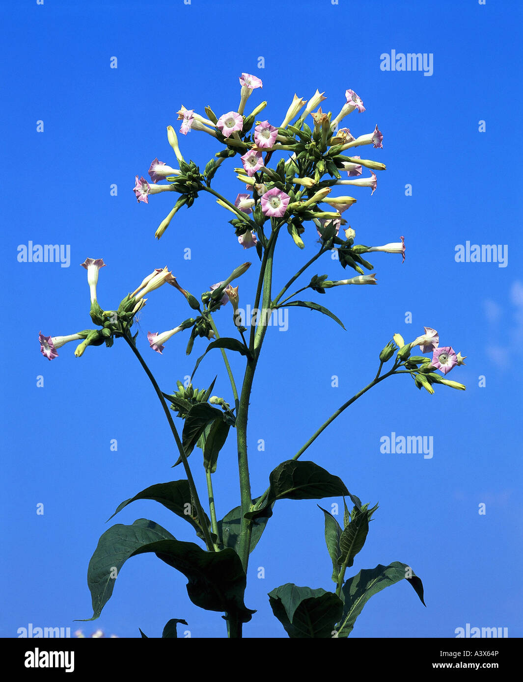 Botany tobacco nicotiana nicotiana rustica nicotiana rustica cultivar ...
