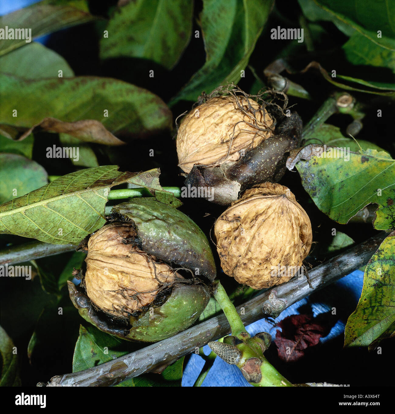 botany, walnut tree, (Juglans), Persian Walnut, (Juglans regia), nuts ...