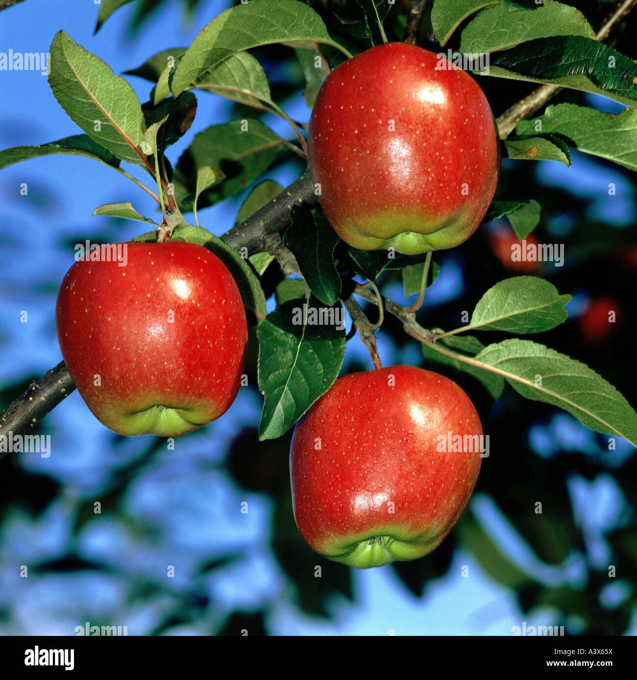 "botany, apple, (Malus communis), "Glostar", fruits on branch, apples ...