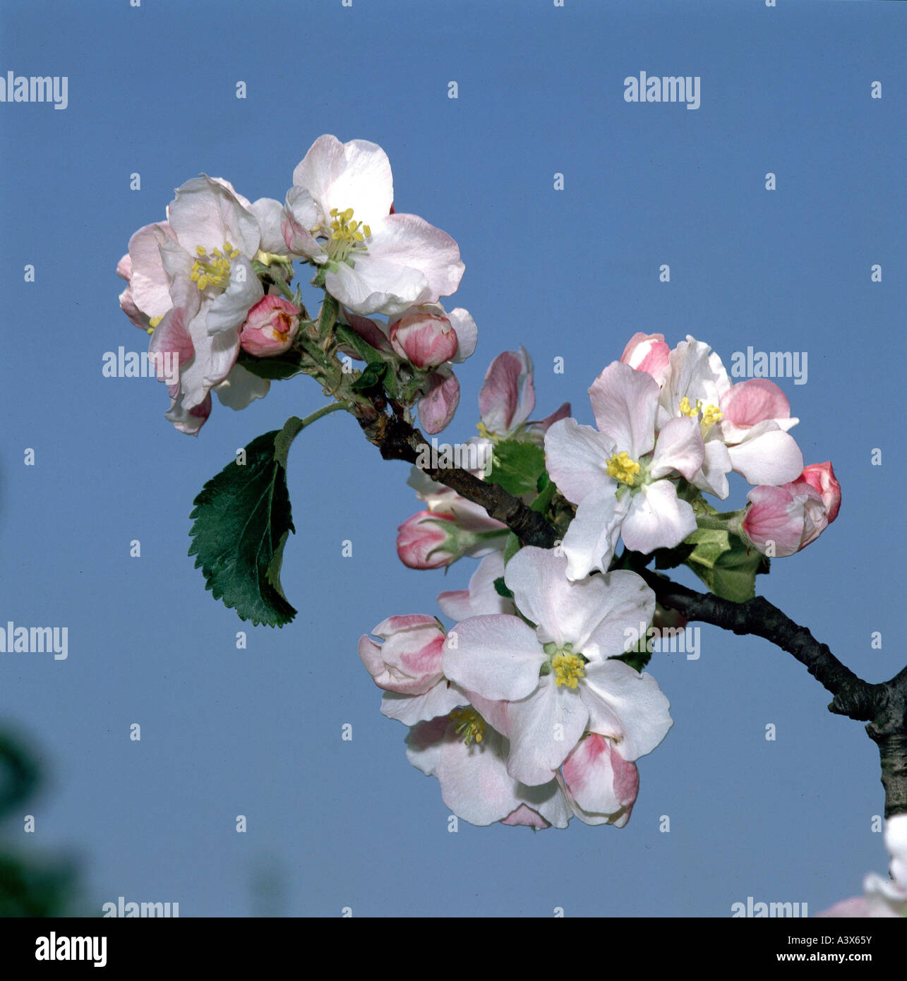 botany, apple, (Malus communis), blossoms and buds, on branch, apples ...