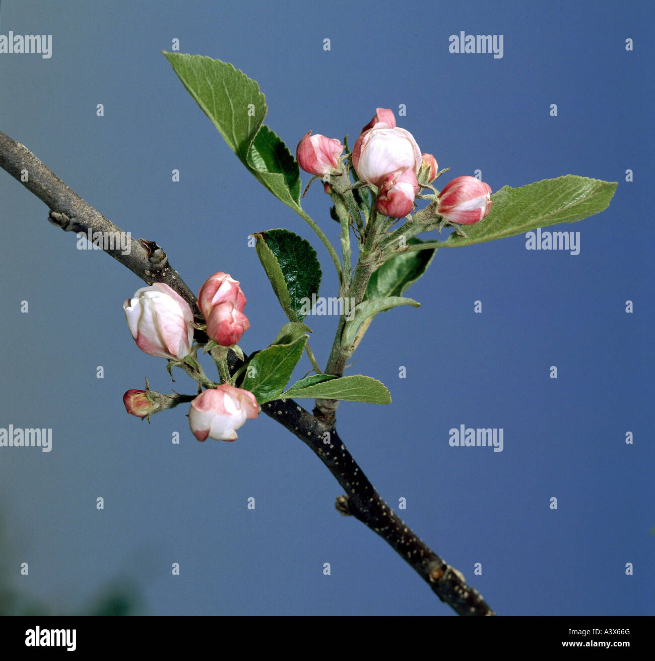 botany, apple, (Malus communis), blossoms and buds, fruits on branch ...