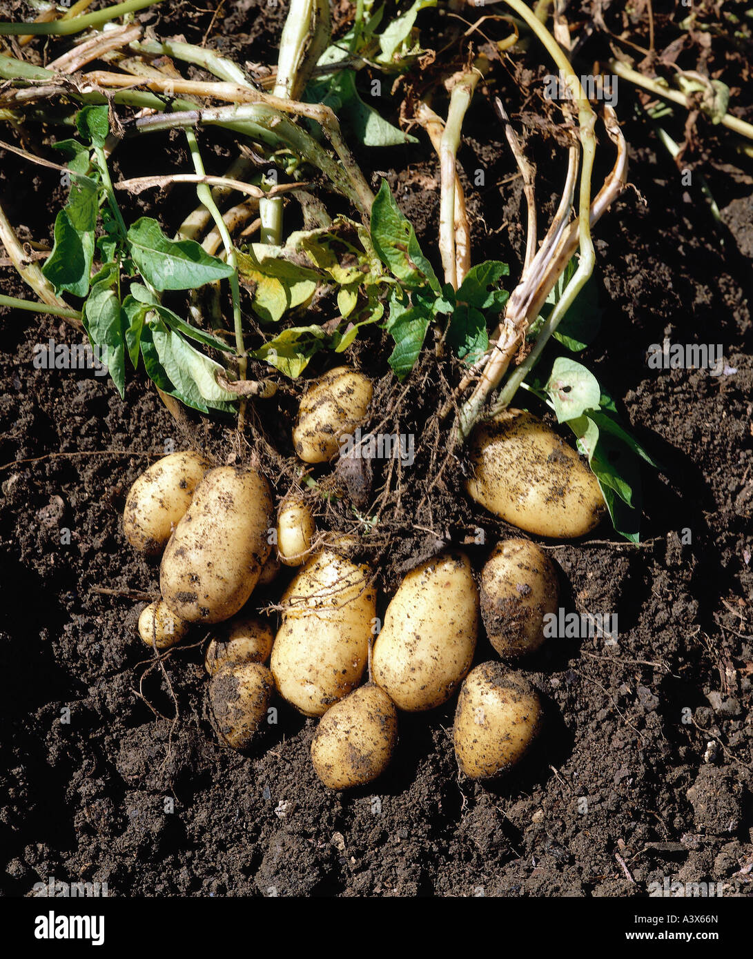 botany, potato, (Solanum tuberosum), potatoes, in ground, seed tubers ...