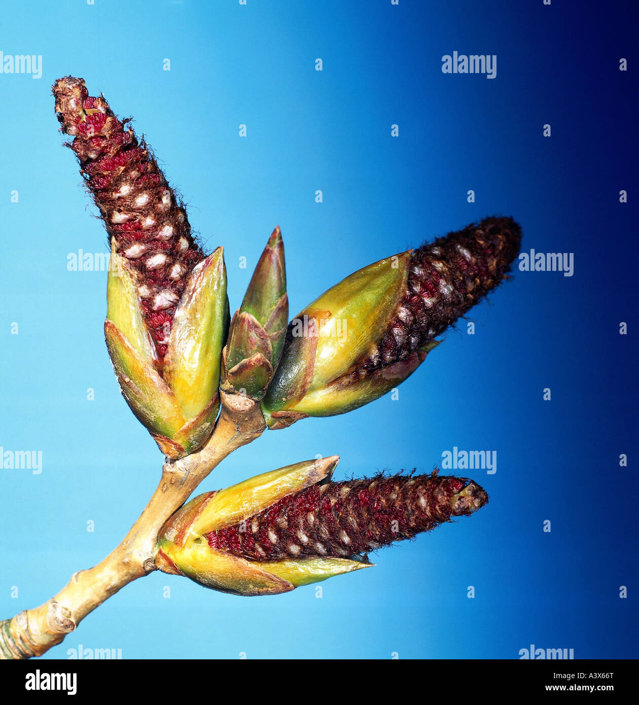 botany, poplar, (Populus), Carolina poplar, (Populus canadensis ...