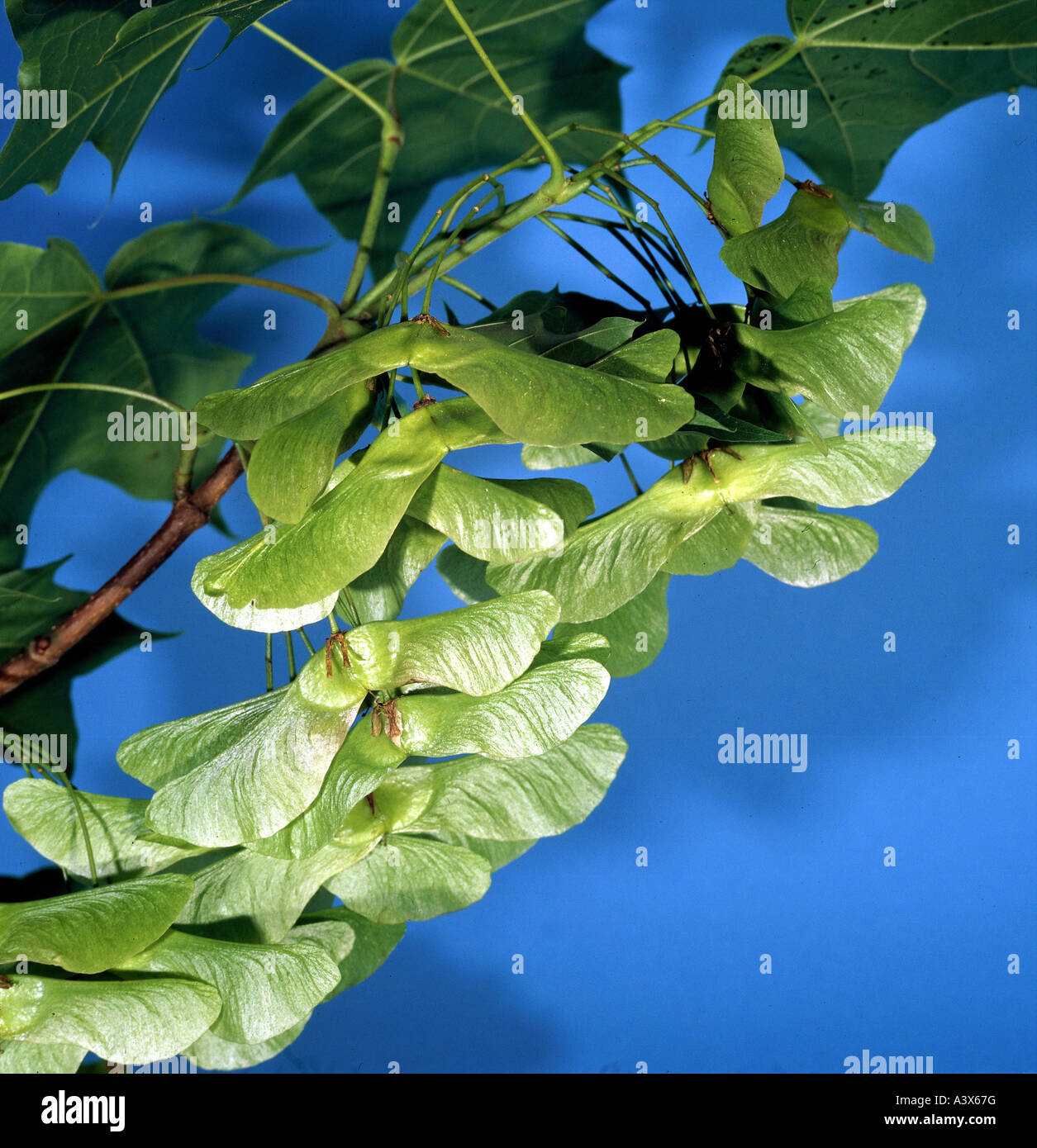 botany, Maple, (Acer), Norway Maple, (Acer platanoides), seeds, at ...