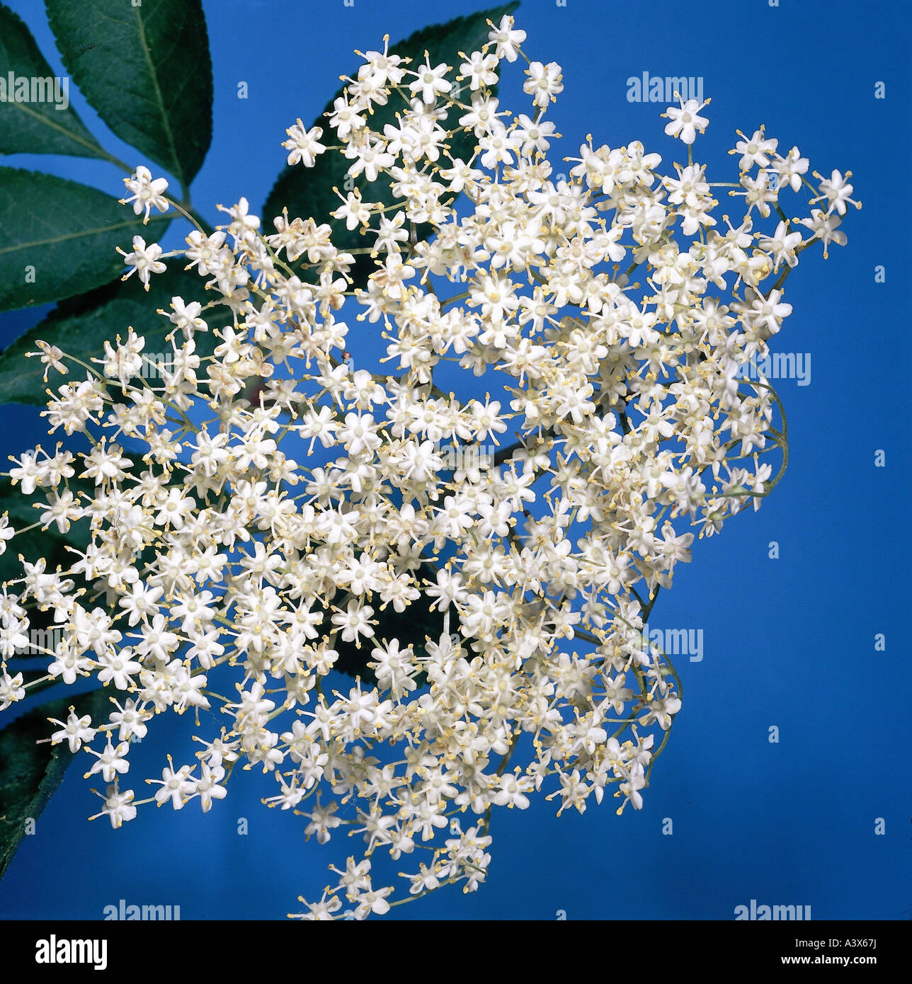 botany, Elderberry, (Sambucus), Black Elder, (Sambucus nigra), blossoms ...