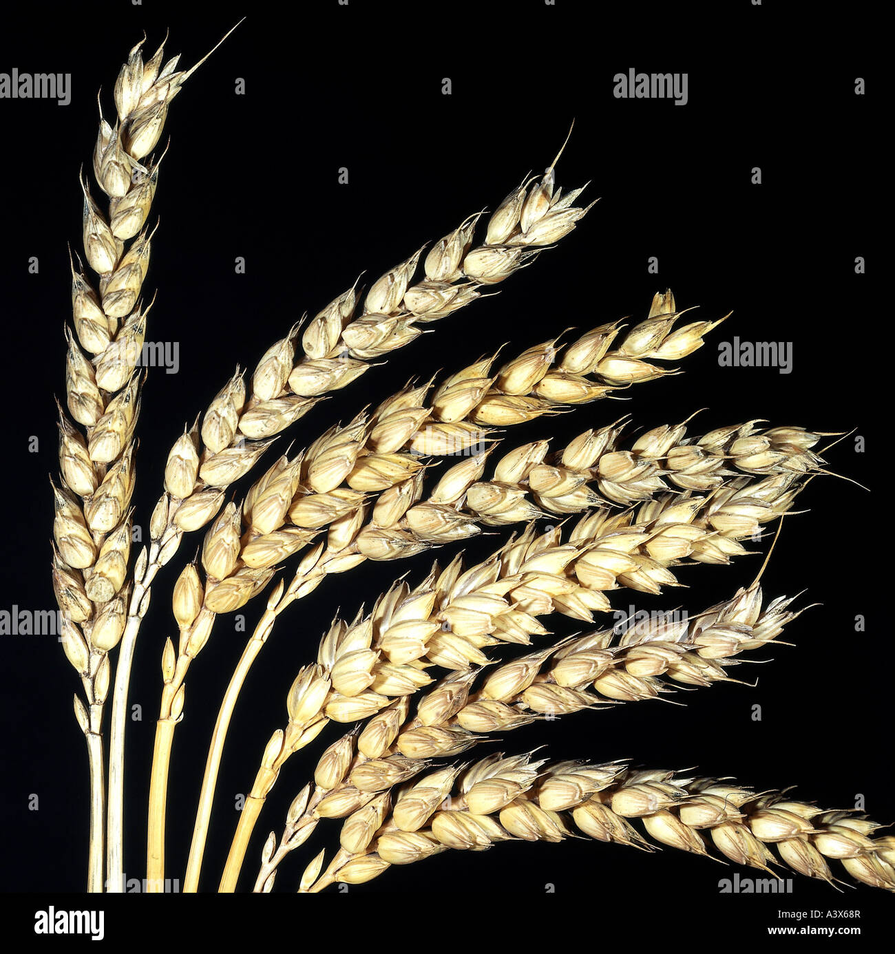 botany, wheat, (Triticum), Common wheat, (Triticum aestivum), field ...